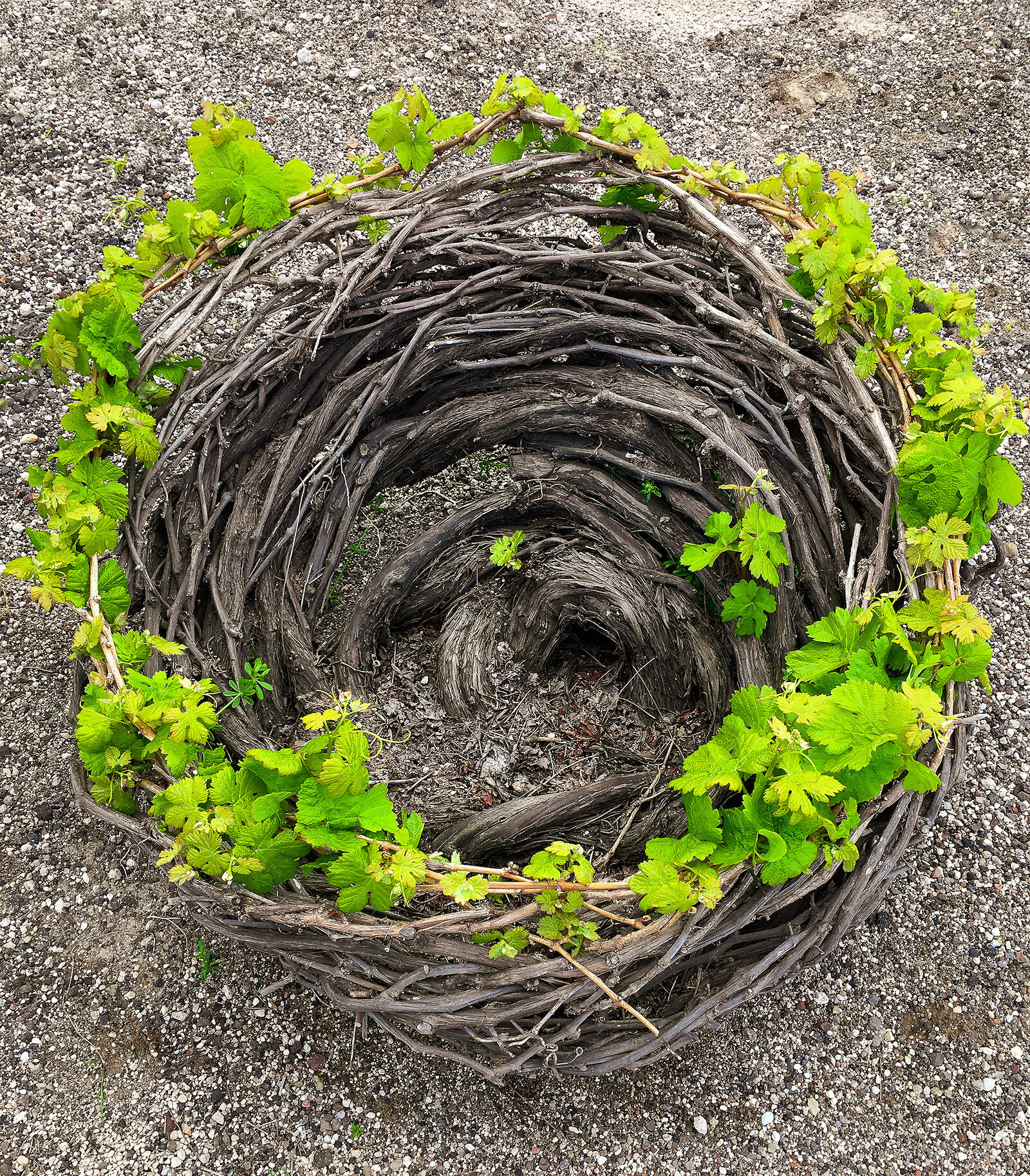 Home | Diamond Wine Importers